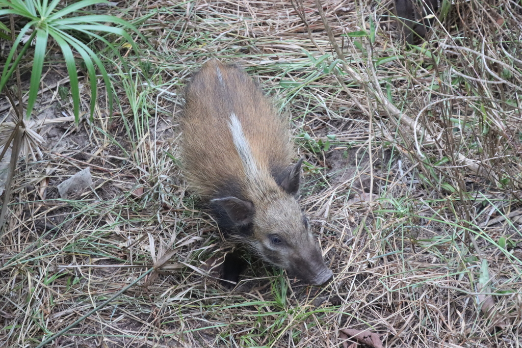 Bushpig from Shimba Hills, Kenya on February 04, 2022 at 06:27 PM by ...