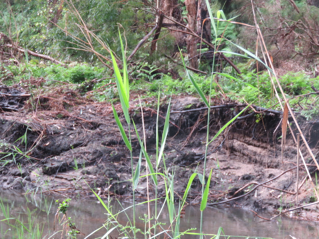 common reed from Kenthurst NSW 2156, Australia on May 10, 2022 at 12:00 ...