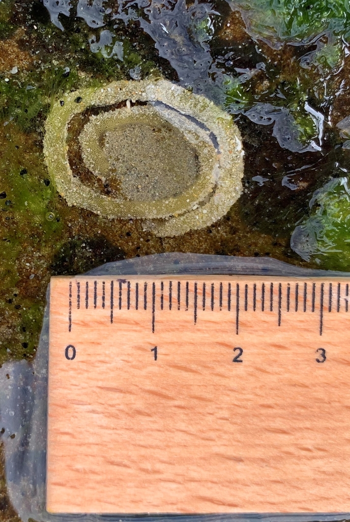 Animals from Point Cartwright, Queensland on May 02, 2022 at 12:55 PM ...