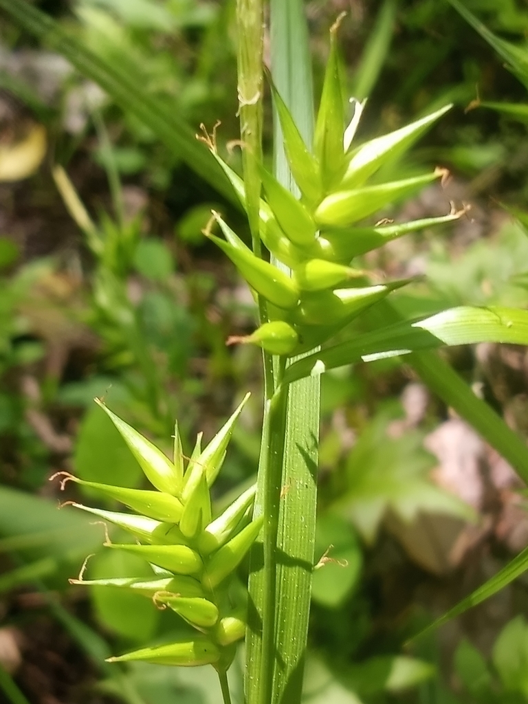 southern long sedge from Federalsburg, MD 21632, USA on May 09, 2022 at ...