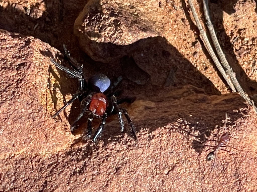 Red-headed Mouse Spider from Ikara-Flinders Ranges National Park ...