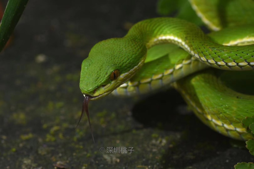 White-lipped Pit Viper from 梅岗路, 深圳市, 广东省, CN on July 05, 2020 at 05:00 ...