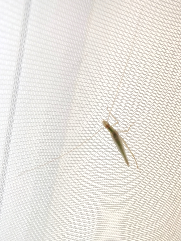Common Tree Crickets in May 2022 by Arwin Neil Baichoo · iNaturalist