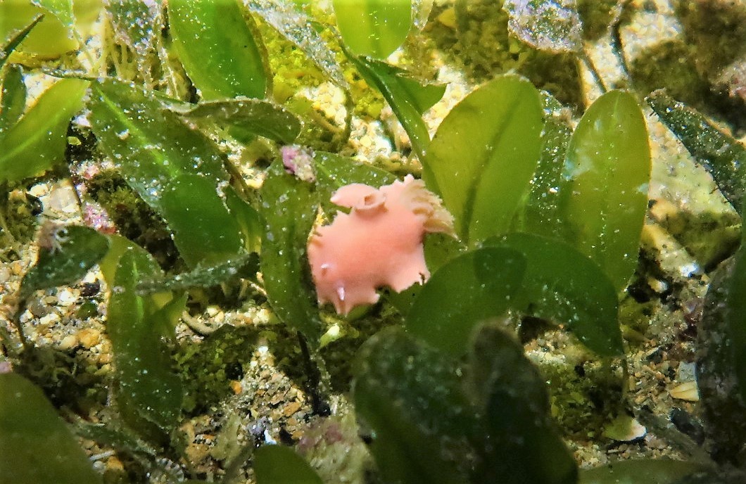 Verconia verconis (Basedow & Hedley, 1905)