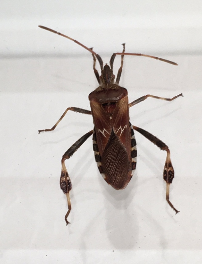 Western Conifer Seed Bug from Pölitzer Weg, Bad Oldesloe, Schleswig ...