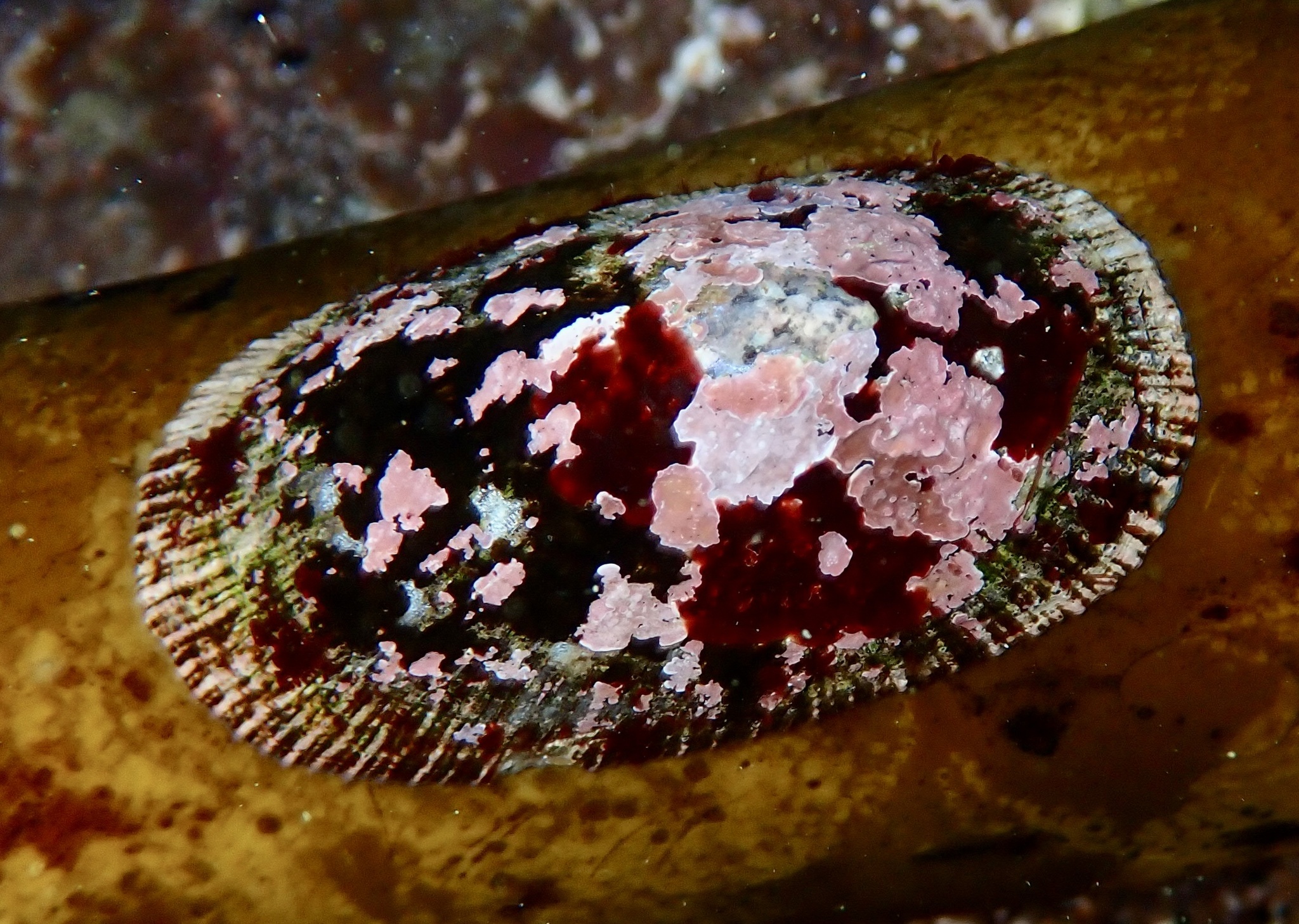 Cymbula compressa (Linnaeus, 1758)