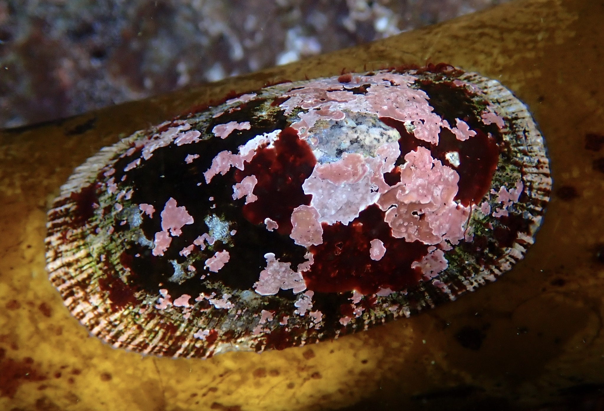 Cymbula compressa (Linnaeus, 1758)