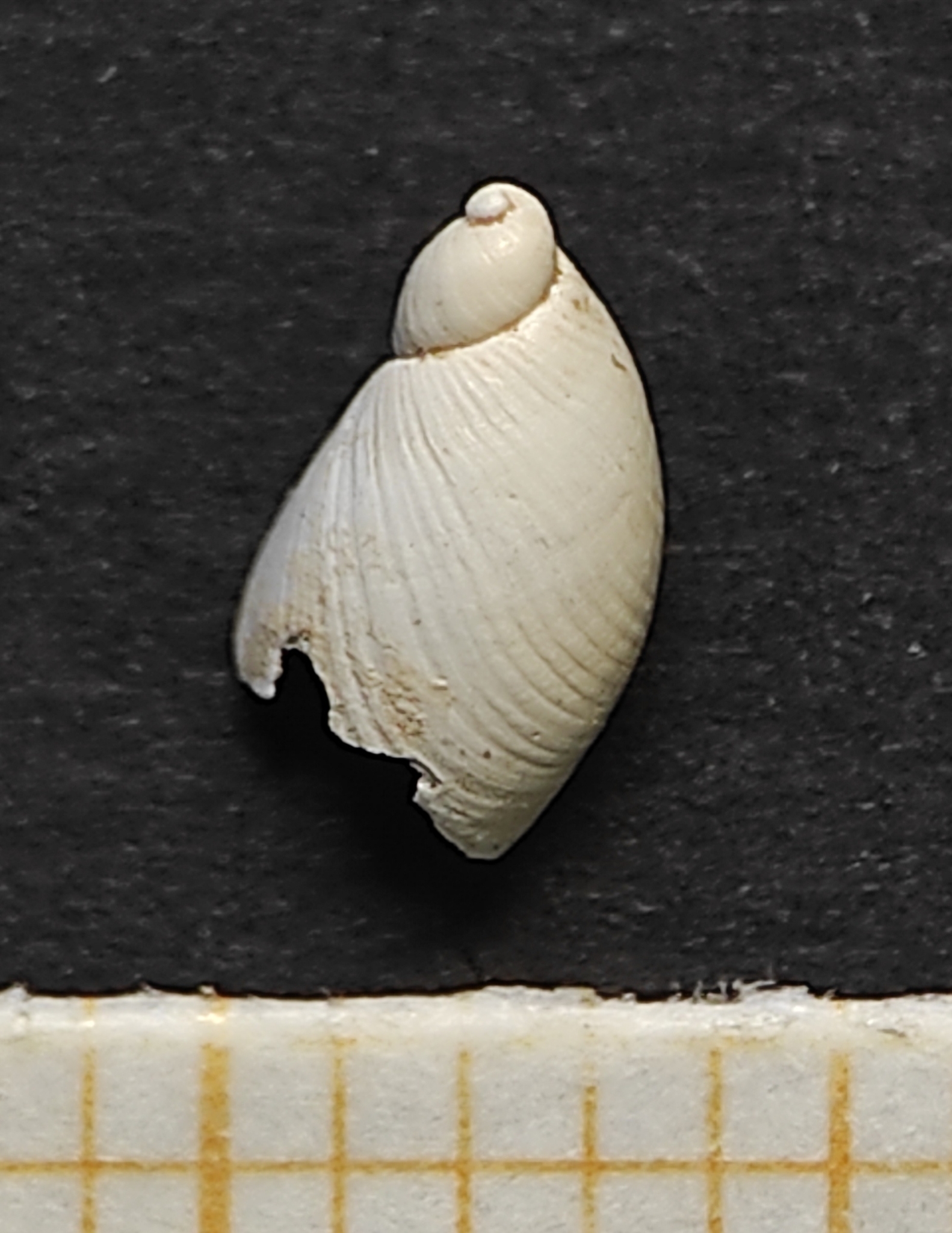 Oxyloma elegans (Risso, 1826)