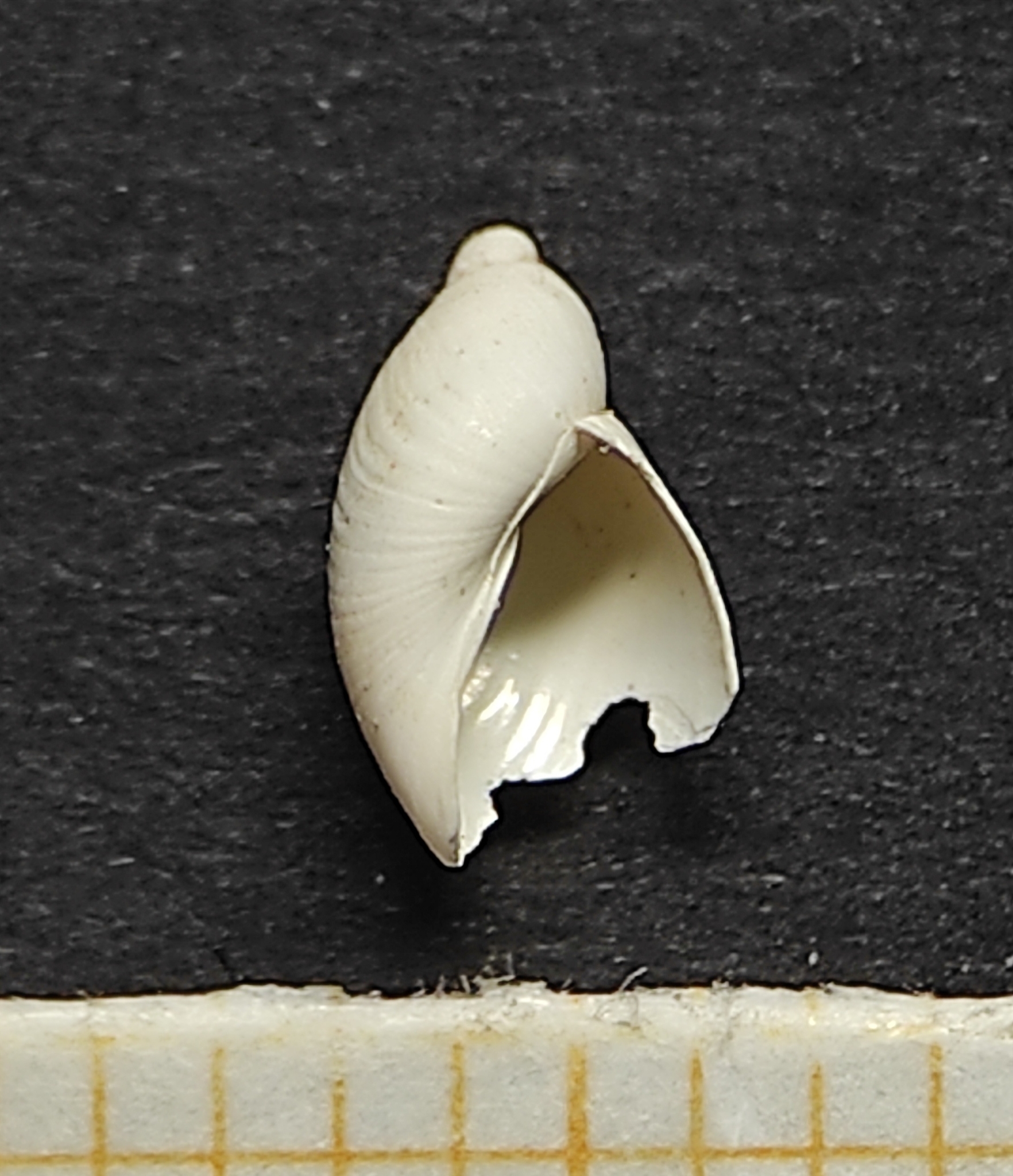 Oxyloma elegans (Risso, 1826)