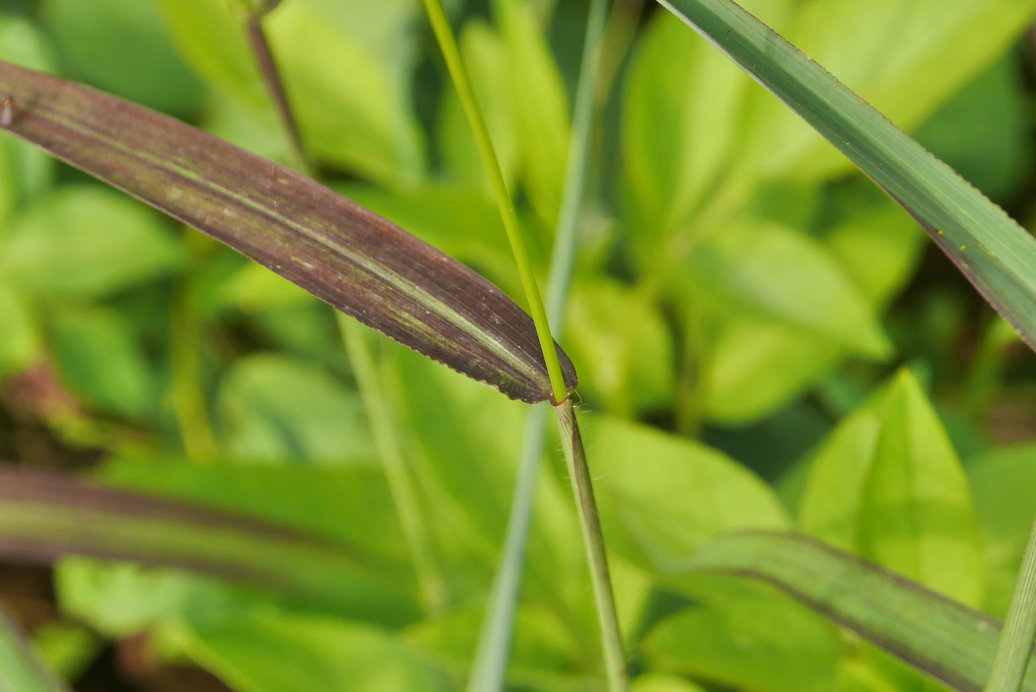 Digitaria setigera Roth