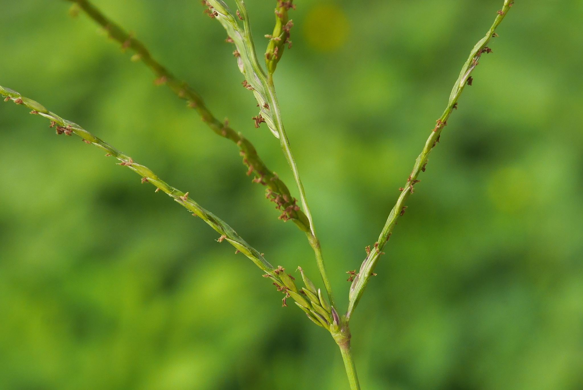Digitaria setigera Roth