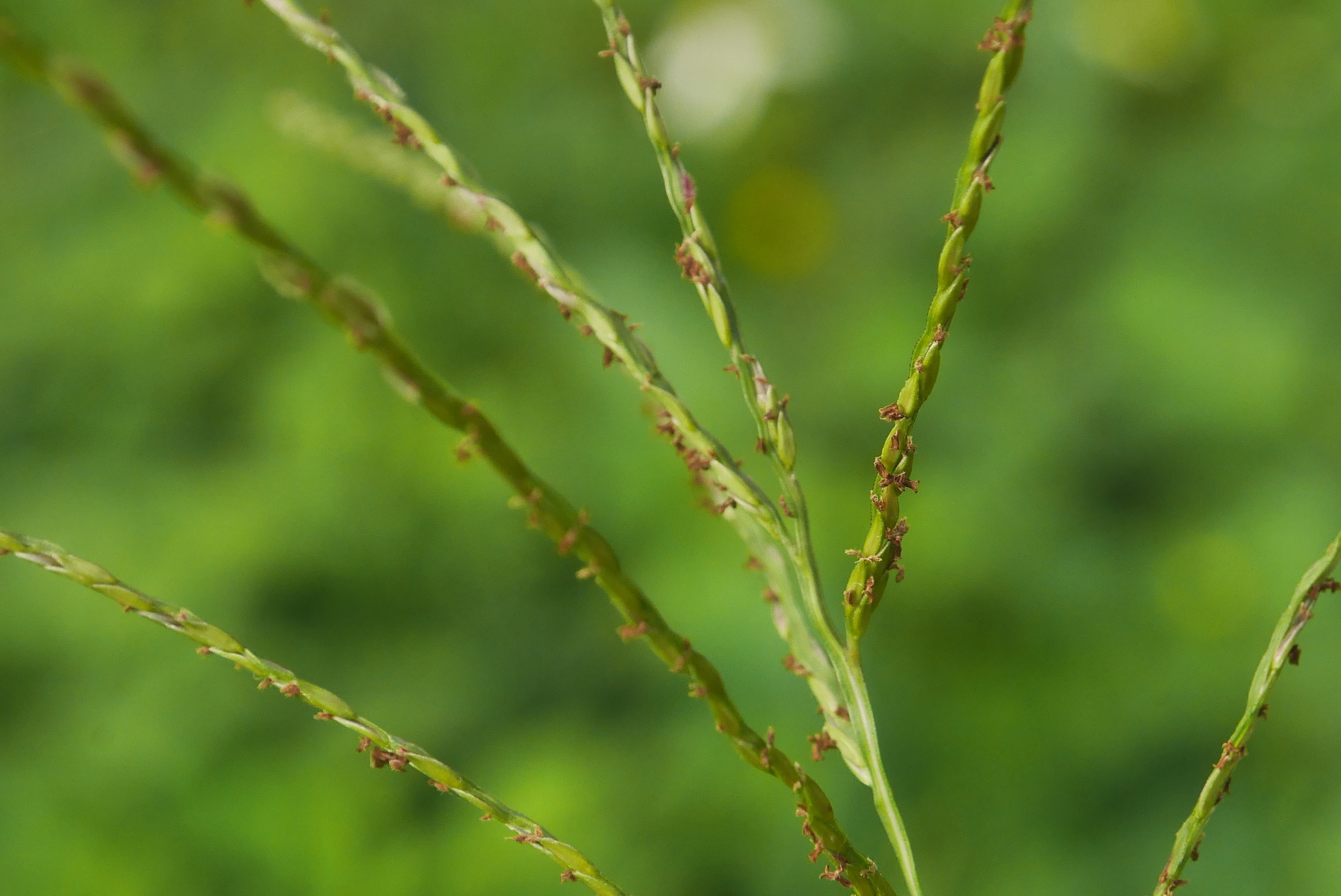 Digitaria setigera Roth
