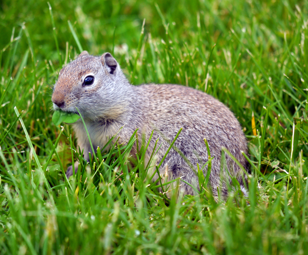Uinta Ground Squirrel (Urocitellus armatus) - Know Your Mammals
