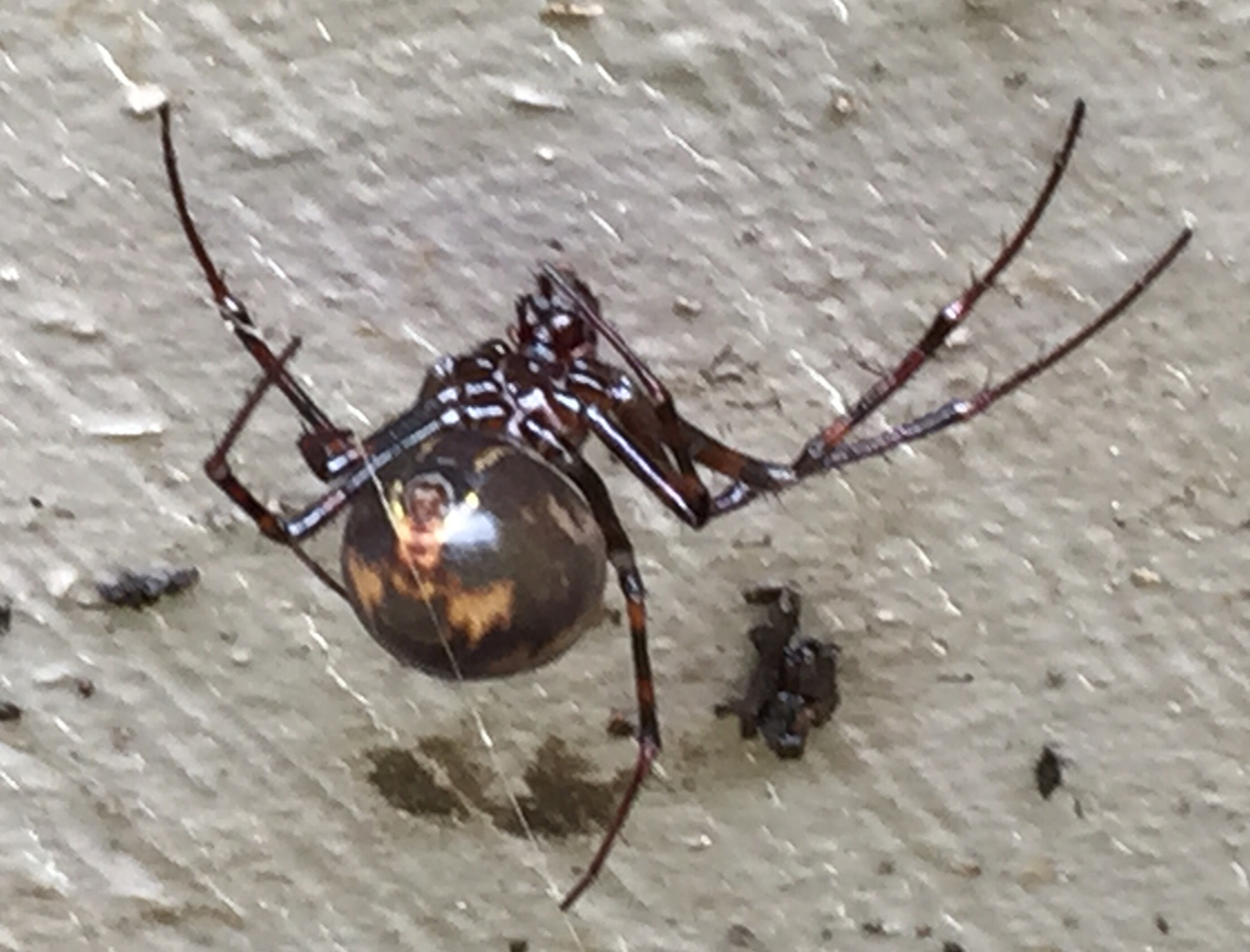 Meta dolloff Levi, 1980