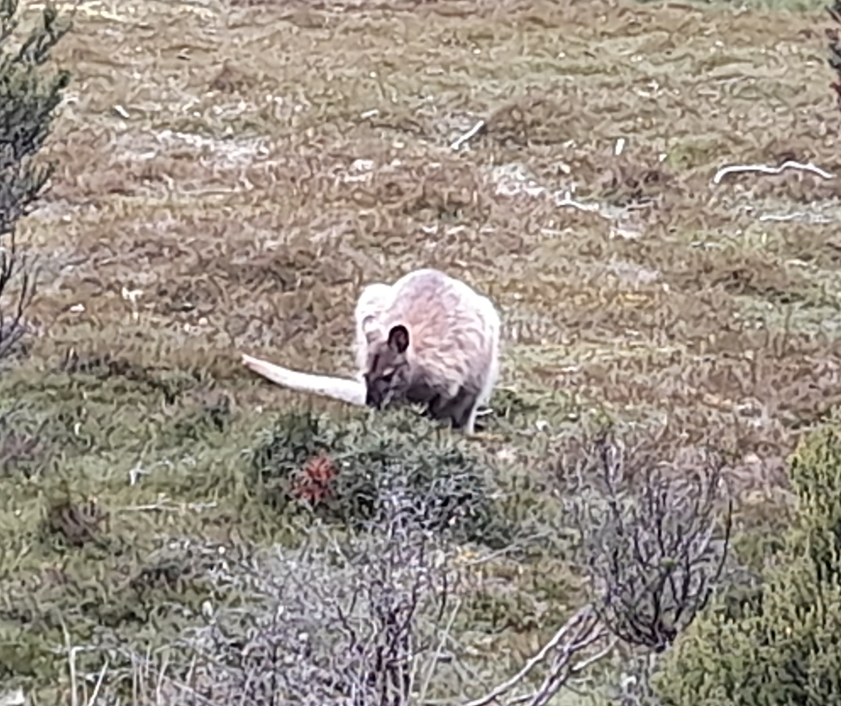 Bennett's Wallaby from Cradle Mountain TAS 7306, Australia on January ...