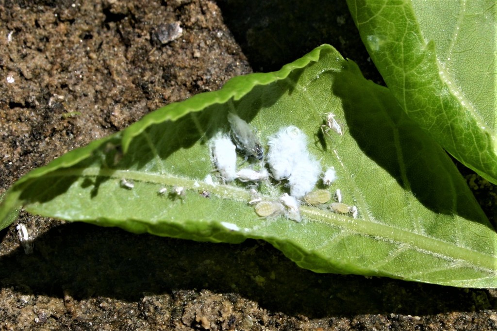 leafcurl ash aphid from west of Swan Falls Dam on May 19, 2018 by ...
