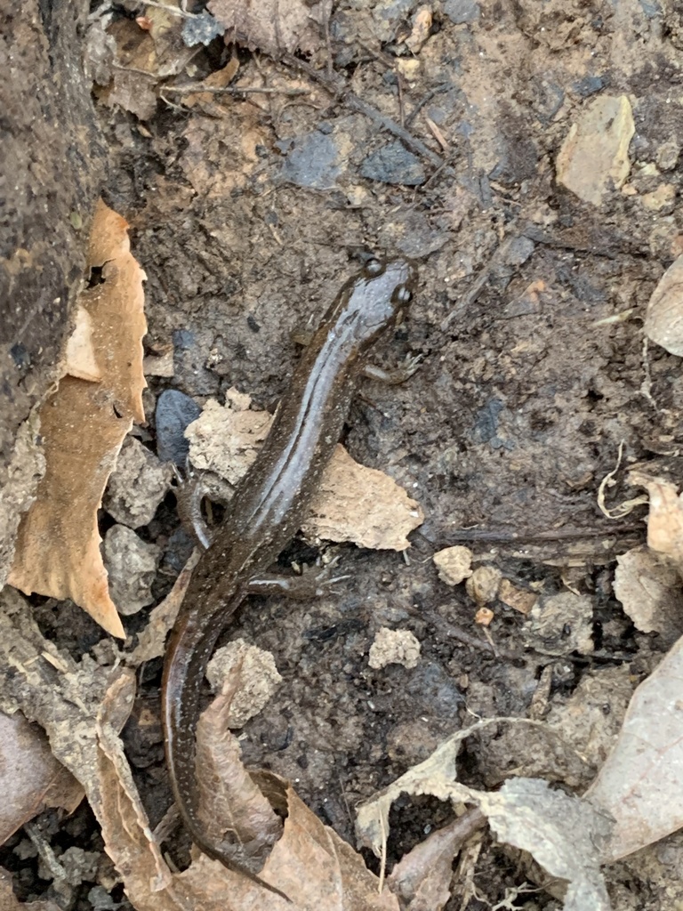 Wolf Dusky Salamander from North Area, Columbia, SC, US on February 3 ...
