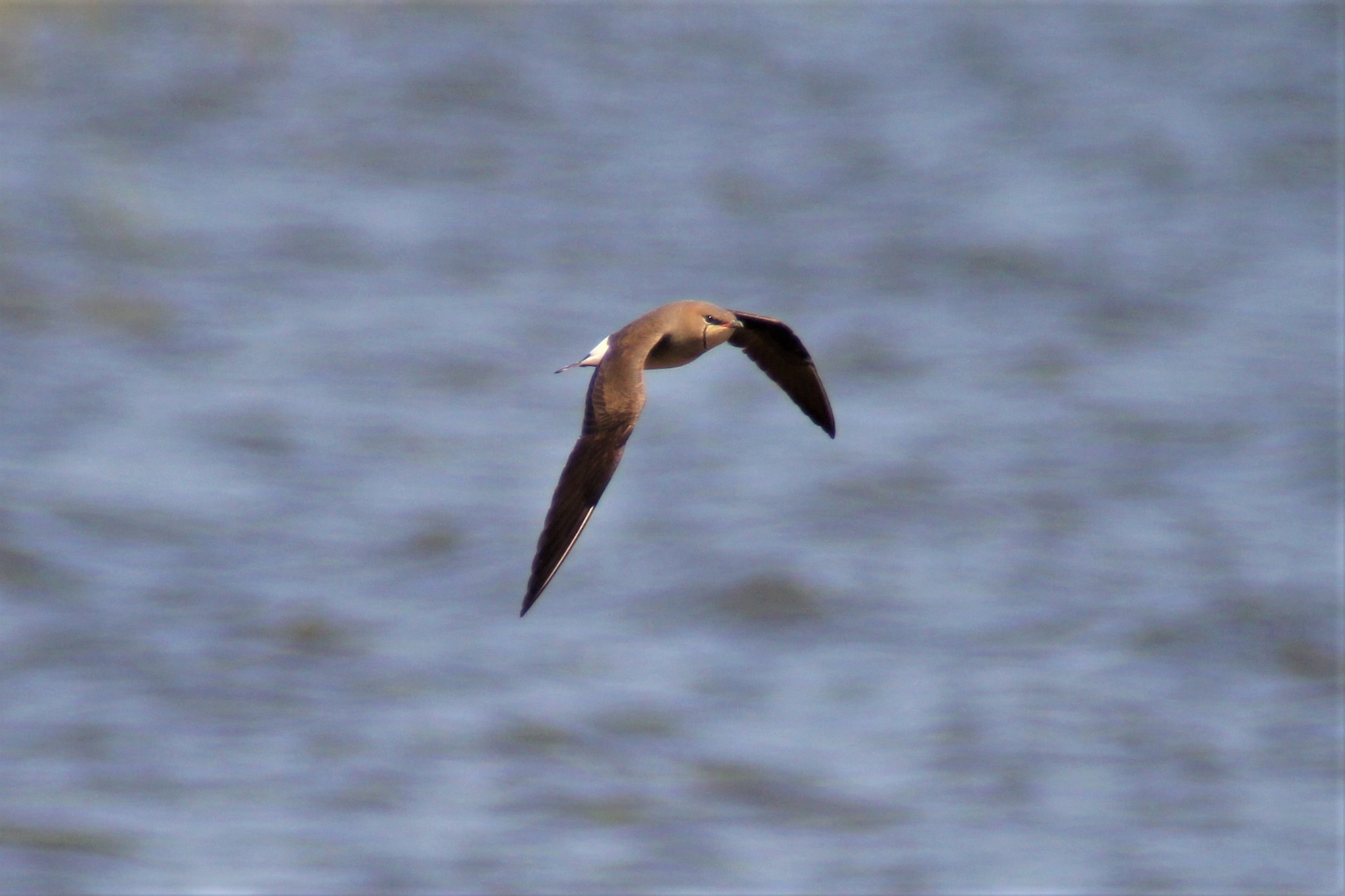 Glareola nordmanni Fischer von Waldheim, 1842
