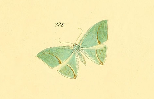 Phyle arcuosaria · iNaturalist