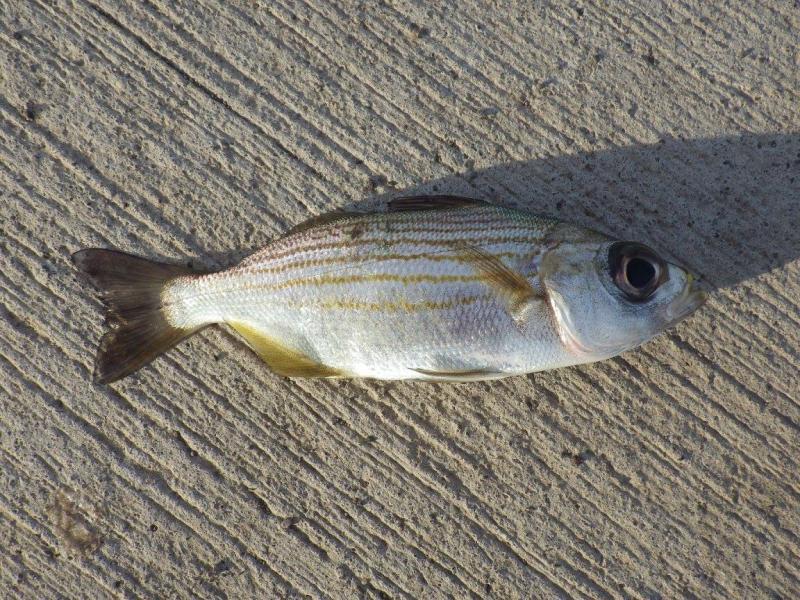 Xenichthys xanti Gill, 1863