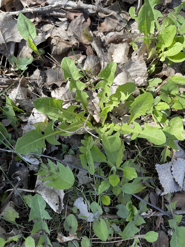 dandelions from île Jésus, Laval, QC, CA on May 10, 2022 at 09:58 AM by ...