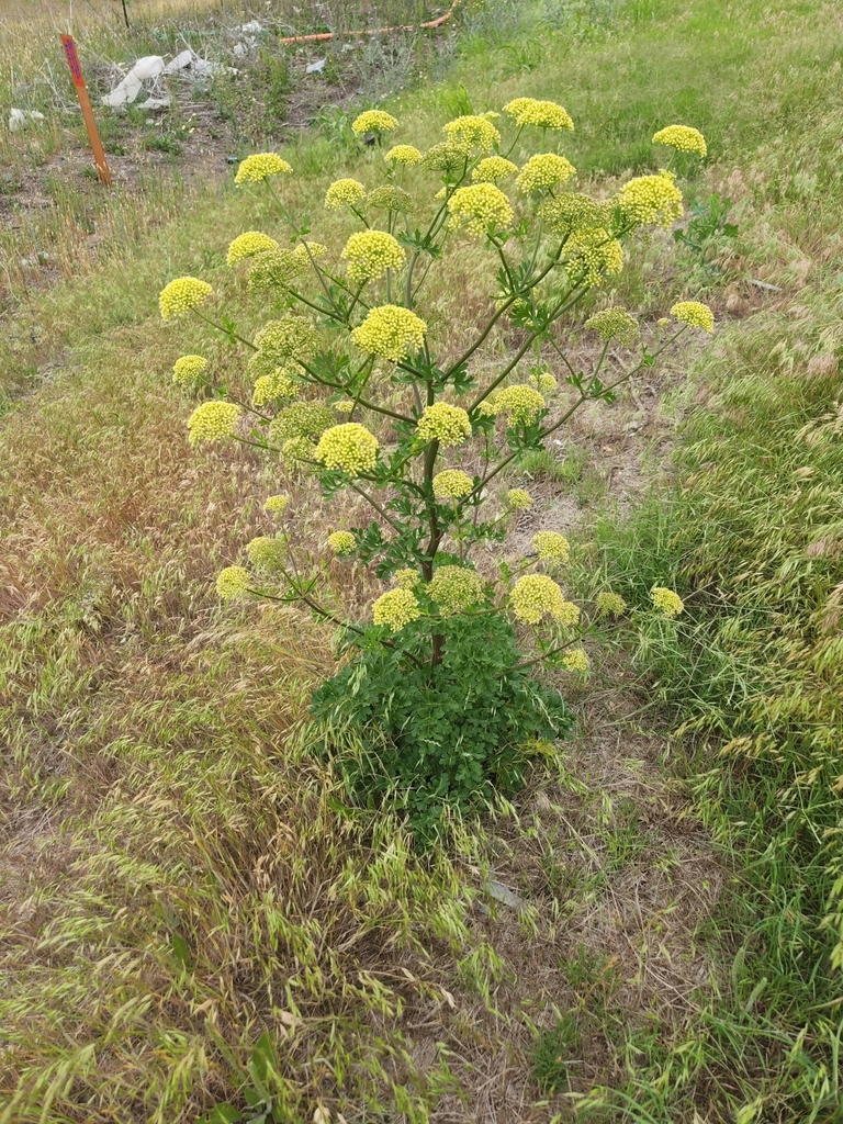 Texas Prairie Parsley from Saginaw, TX 76179, USA on May 10, 2022 at 08 ...