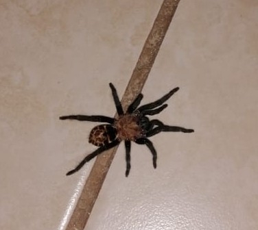 Davus ruficeps (Simon, 1891)