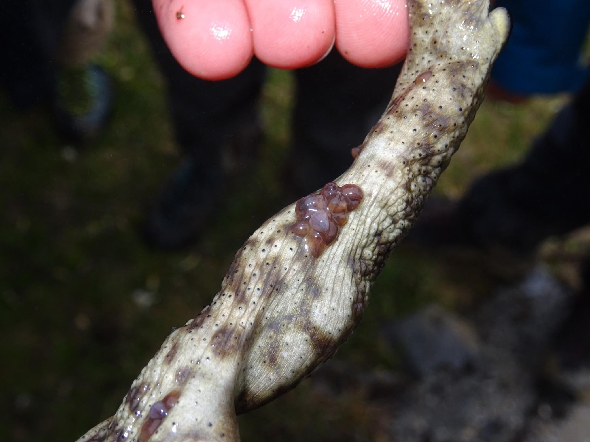 Helobdella stagnalis (Linnaeus, 1758)