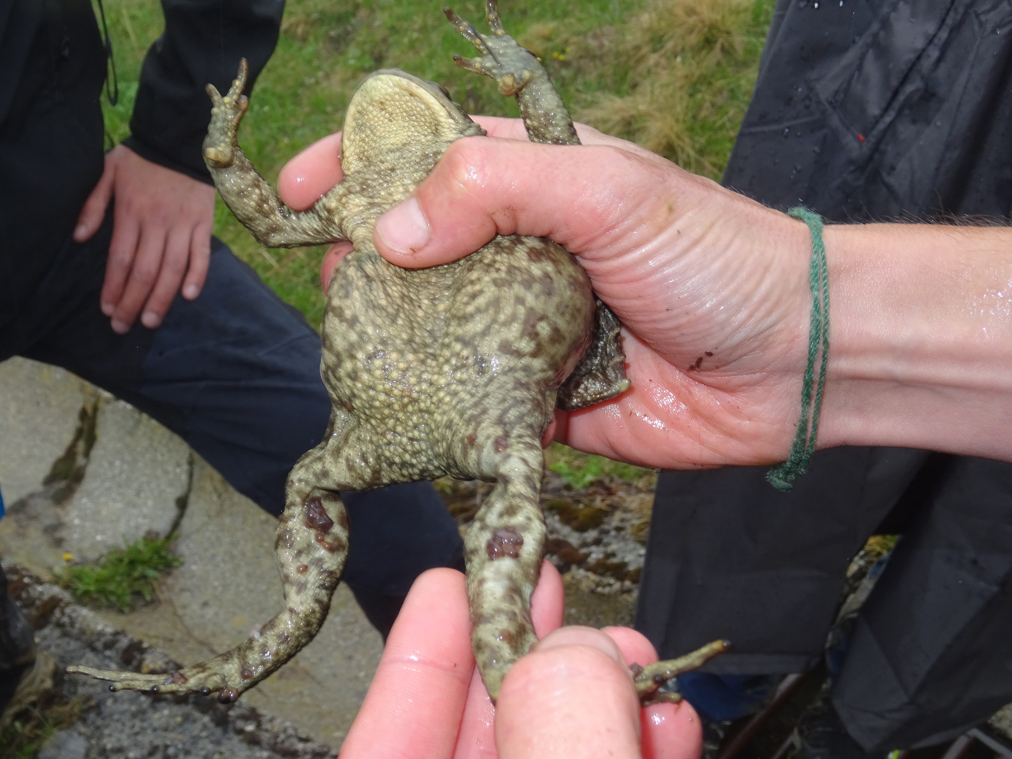 Helobdella stagnalis (Linnaeus, 1758)