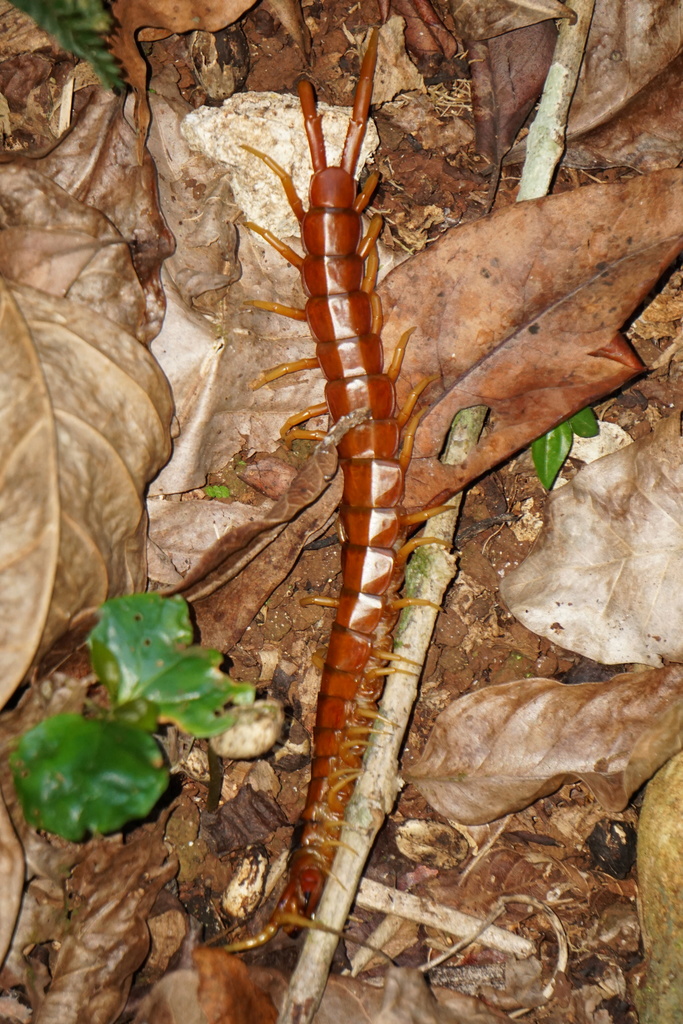 Caribbean Giant Centipede from Municipio Santa Cruz de Barahona, 81000 ...