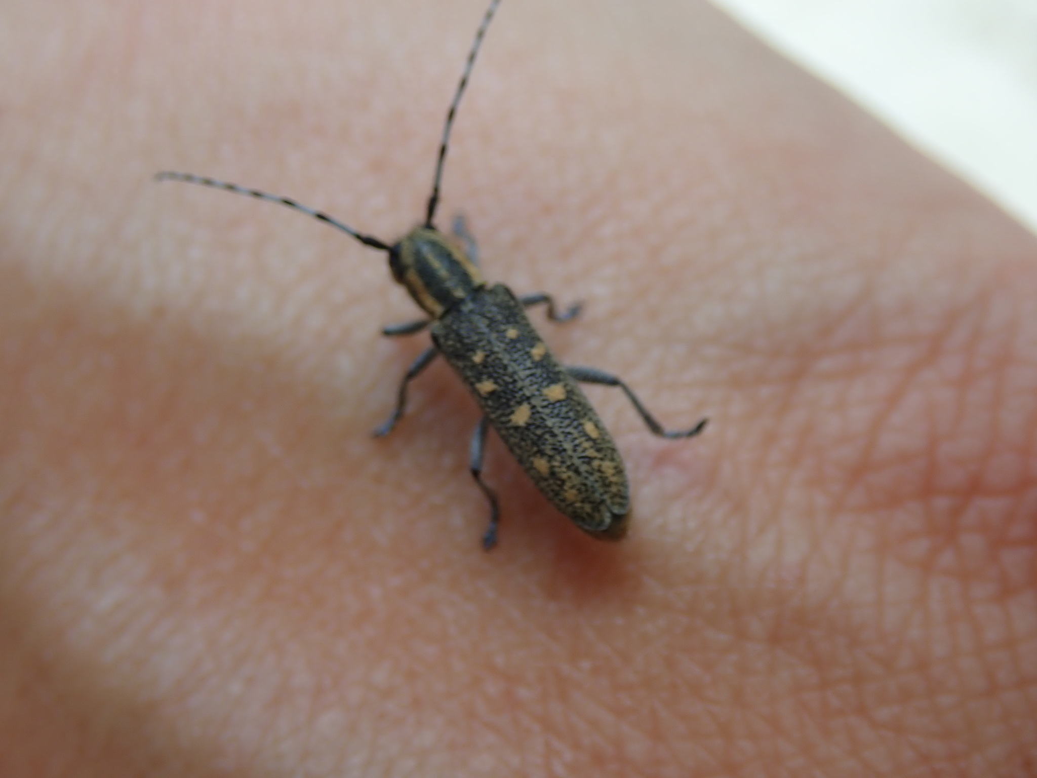 Saperda populnea (Linnaeus, 1758)