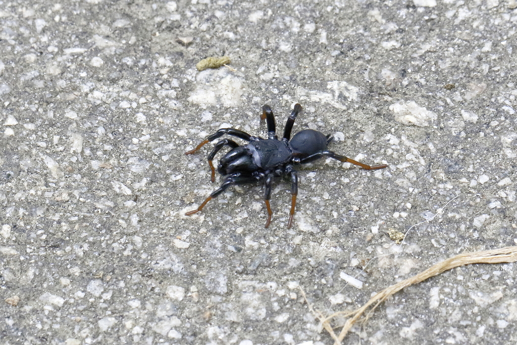 Atlantic Purseweb Spider from Wake, North Carolina, United States on ...