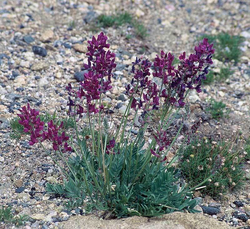 Lambert's Locoweed from Larimer County, CO, USA on August 2, 2001 at 05 ...