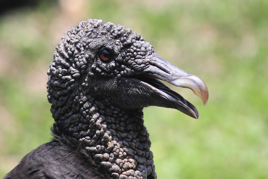 Black Vulture from Mahncke Park, San Antonio, TX, USA on May 8, 2022 at ...