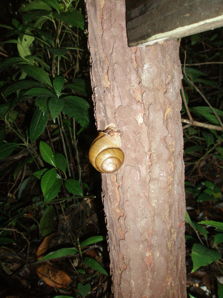 Camaena hainanensis from Longgang, Shenzhen, Guangdong Province, China ...