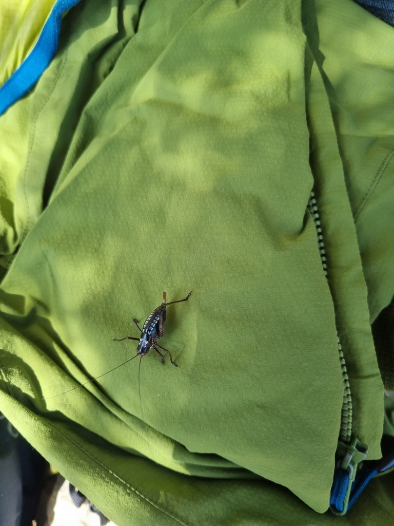 Hooked Bright Bush-cricket from South Aegean, Aegean, GR on May 10 ...