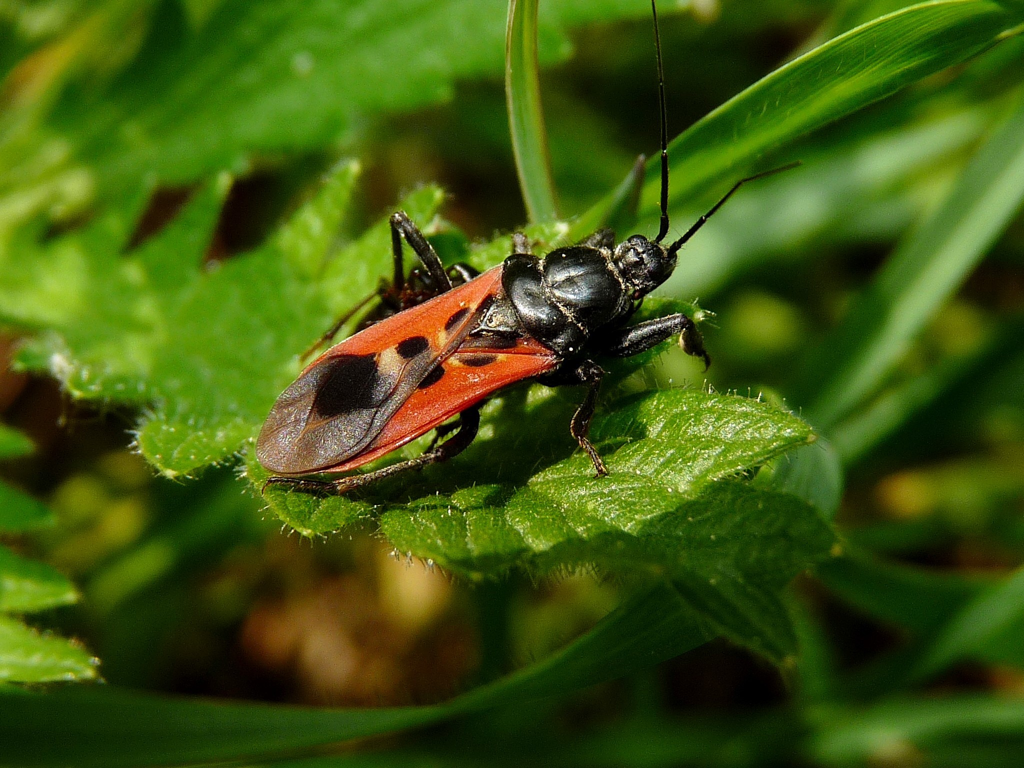 Peirates hybridus (Scopoli, 1763)