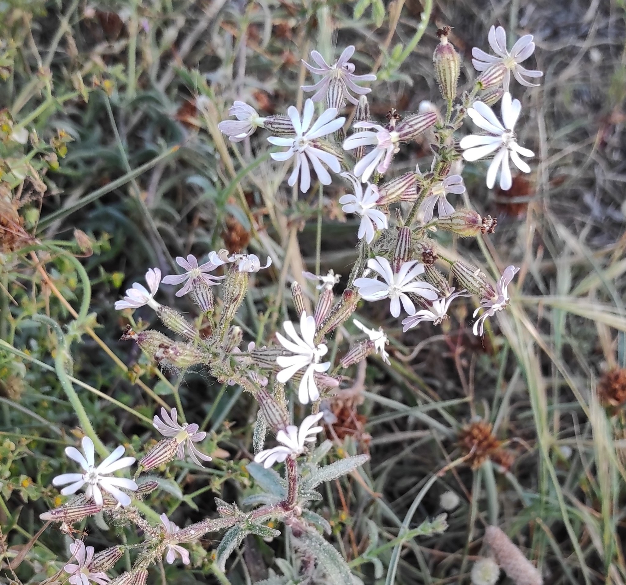 Silene nicaeensis All.