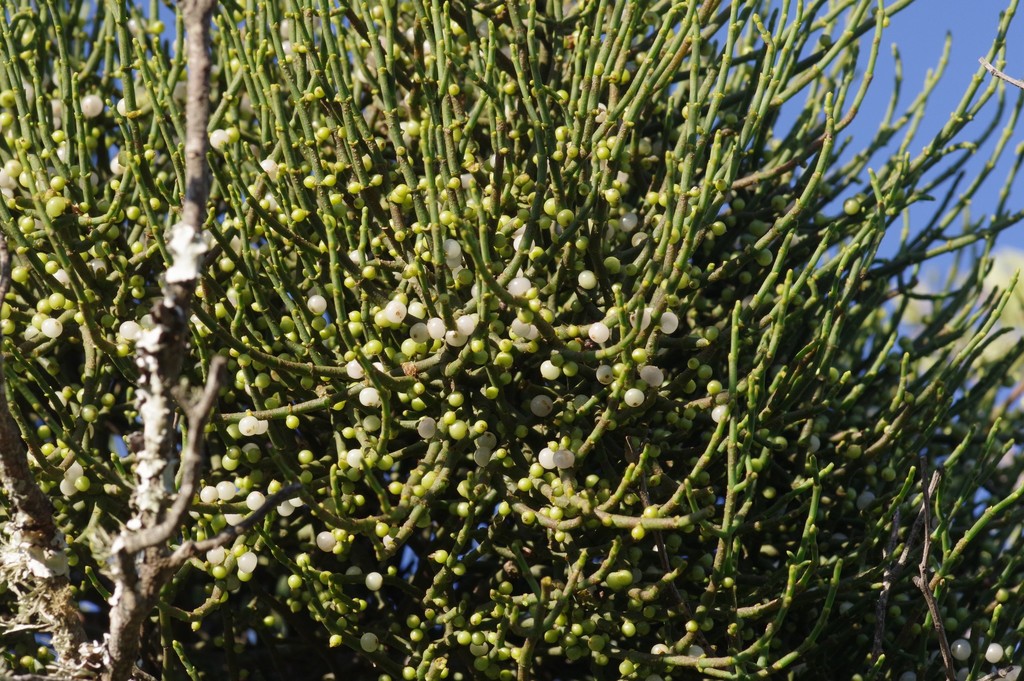 Hooley Mistletoe from Island in Lucas Ave, 1820 Settlers' Monument ...