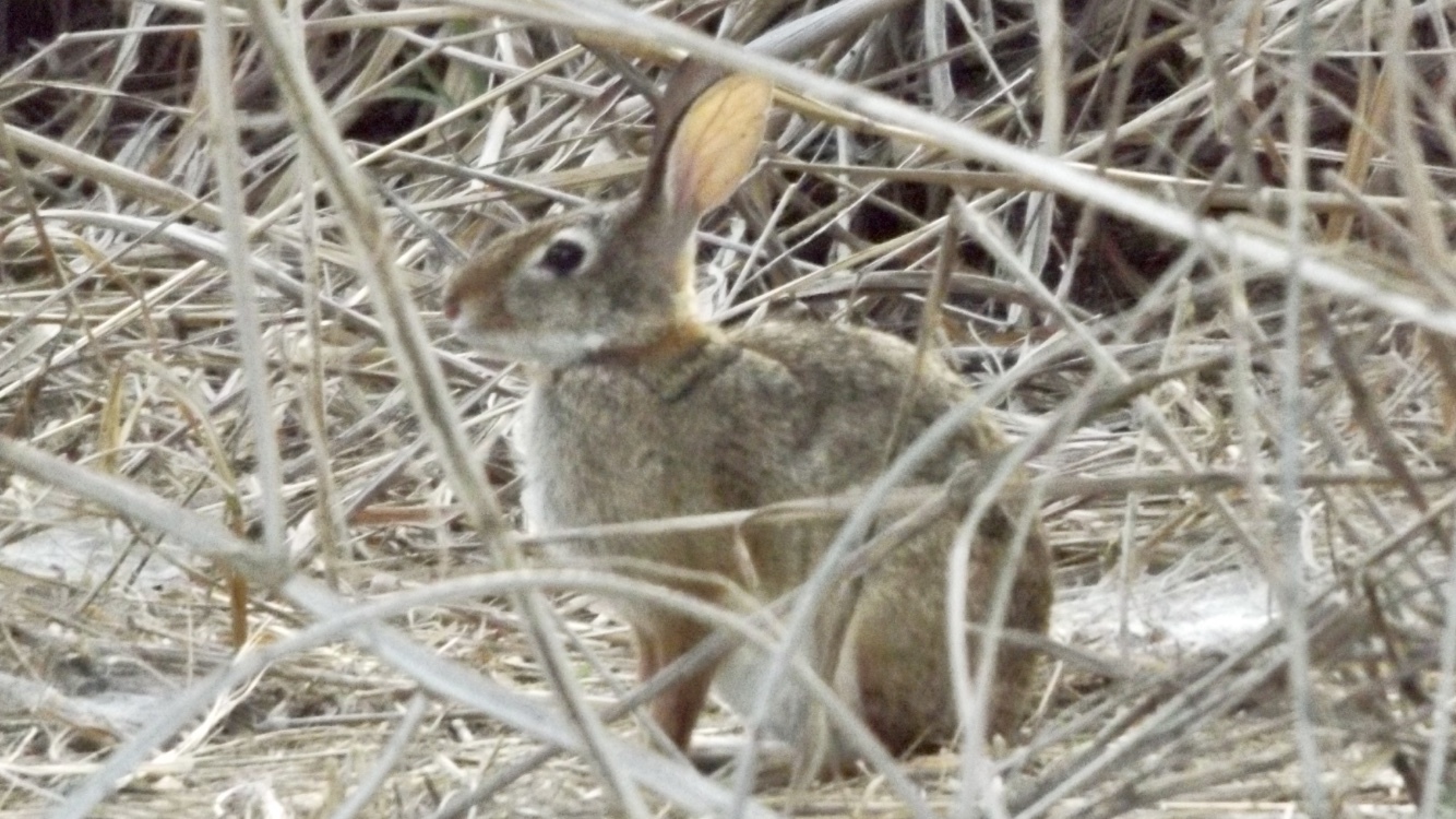 Sylvilagus cunicularius (Waterhouse, 1848)