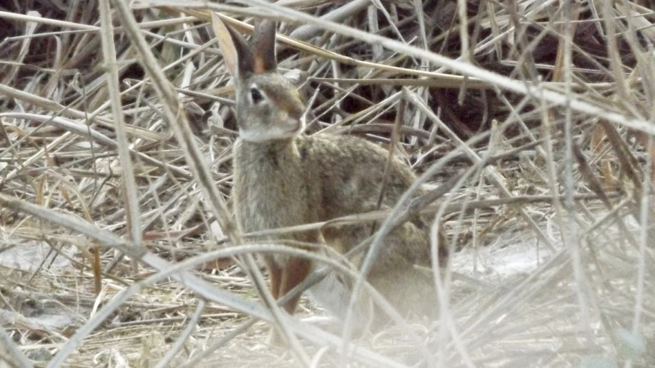 Sylvilagus cunicularius (Waterhouse, 1848)
