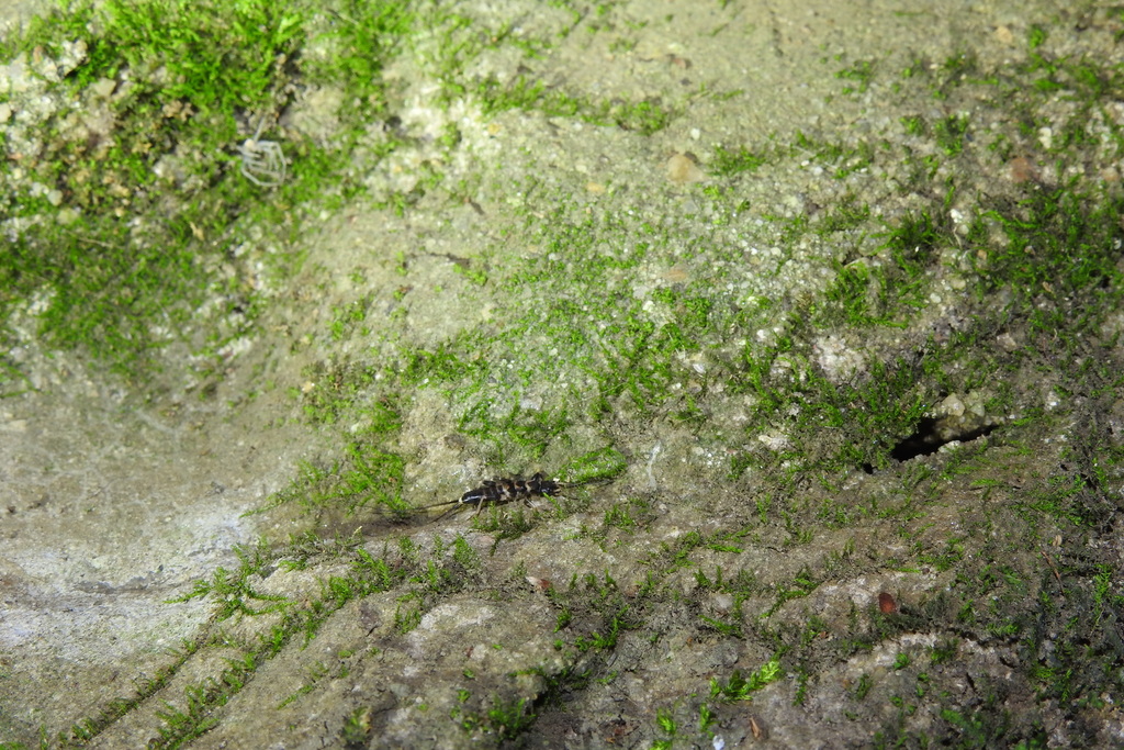 Diplatyidae from 中国湖北省武汉市武昌区 on May 10, 2022 at 09:44 AM by 红膝 ...