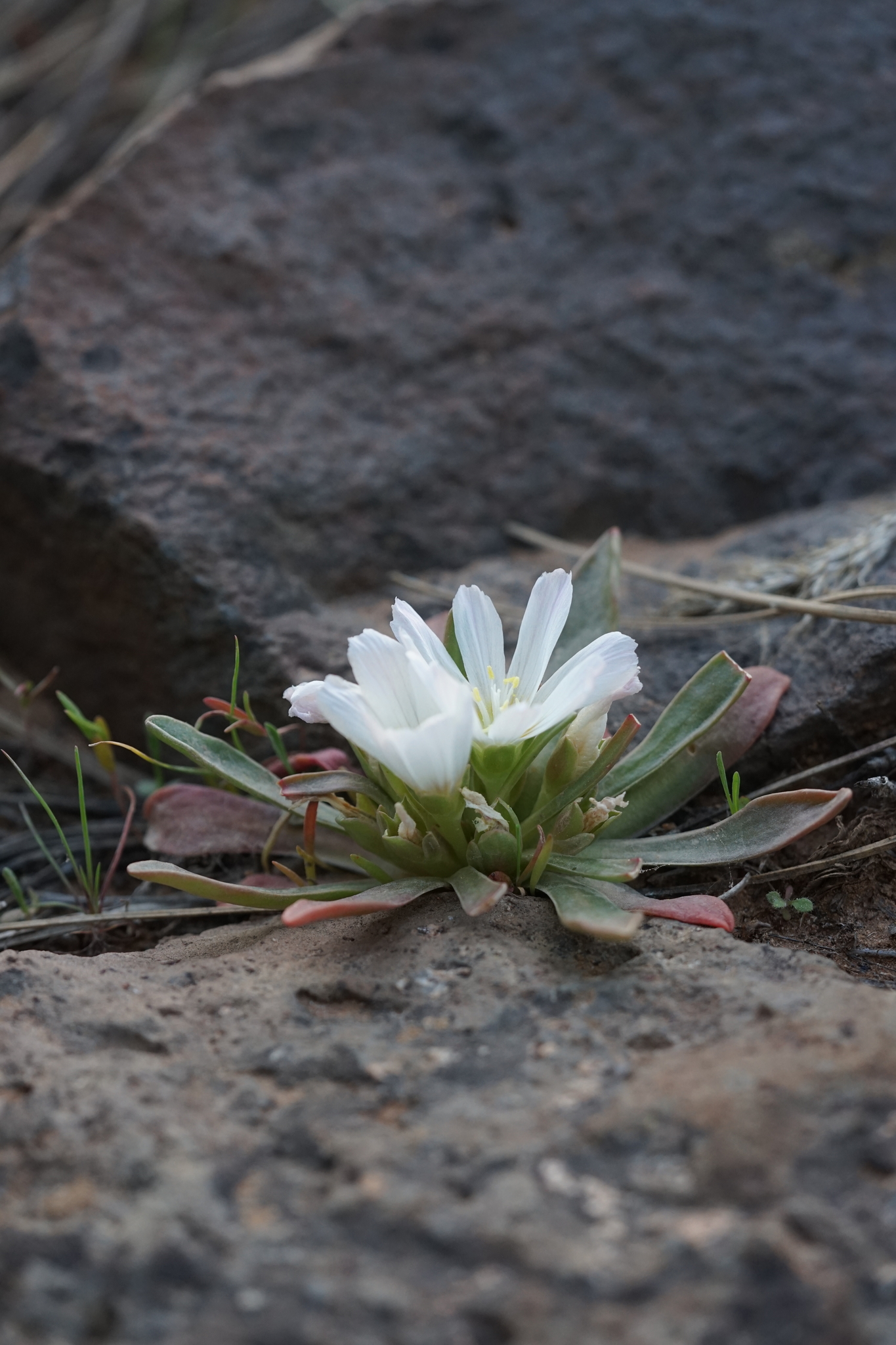 Lewisia brachycalyx Engelm. ex A.Gray