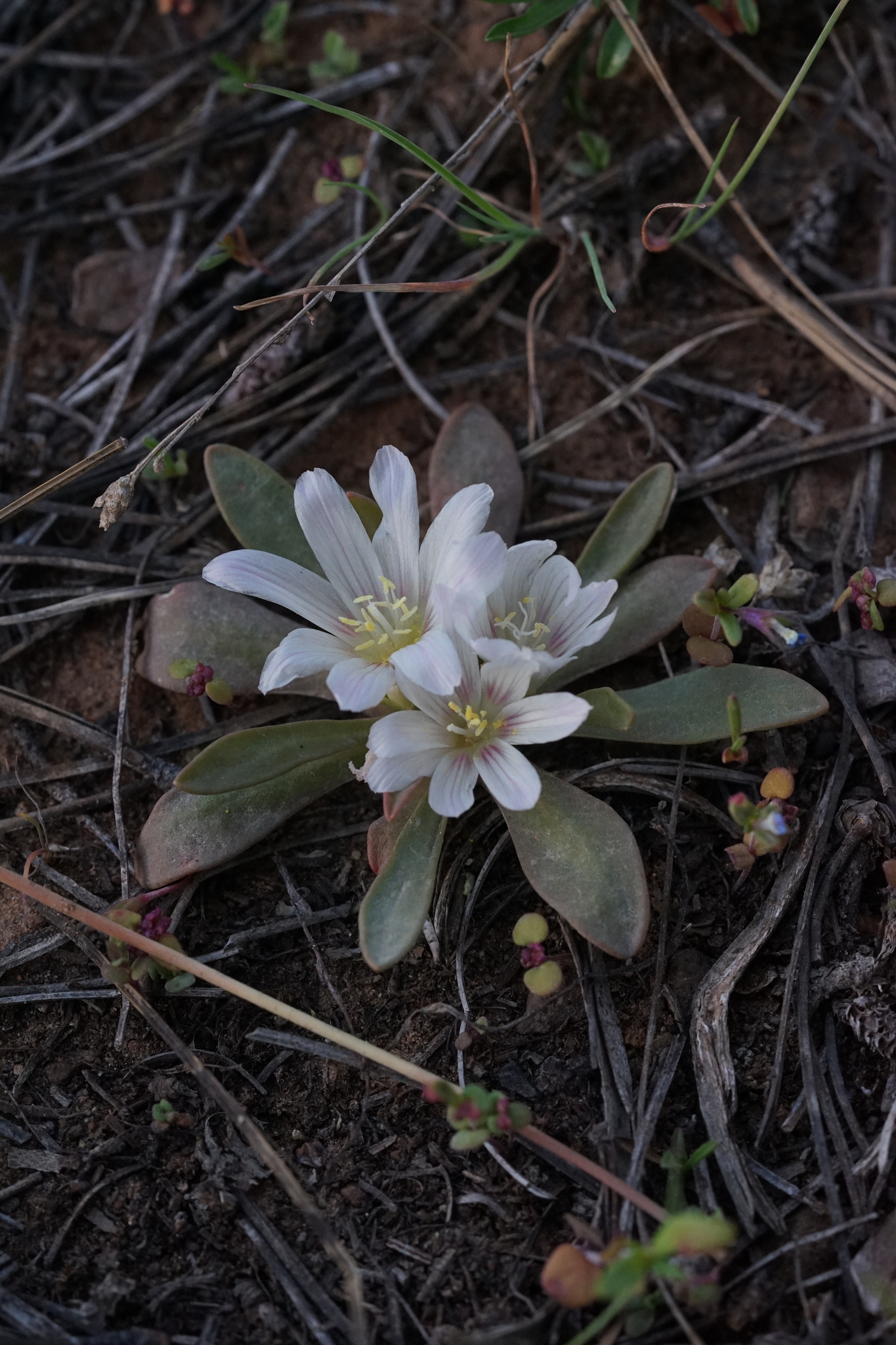 Lewisia brachycalyx Engelm. ex A.Gray