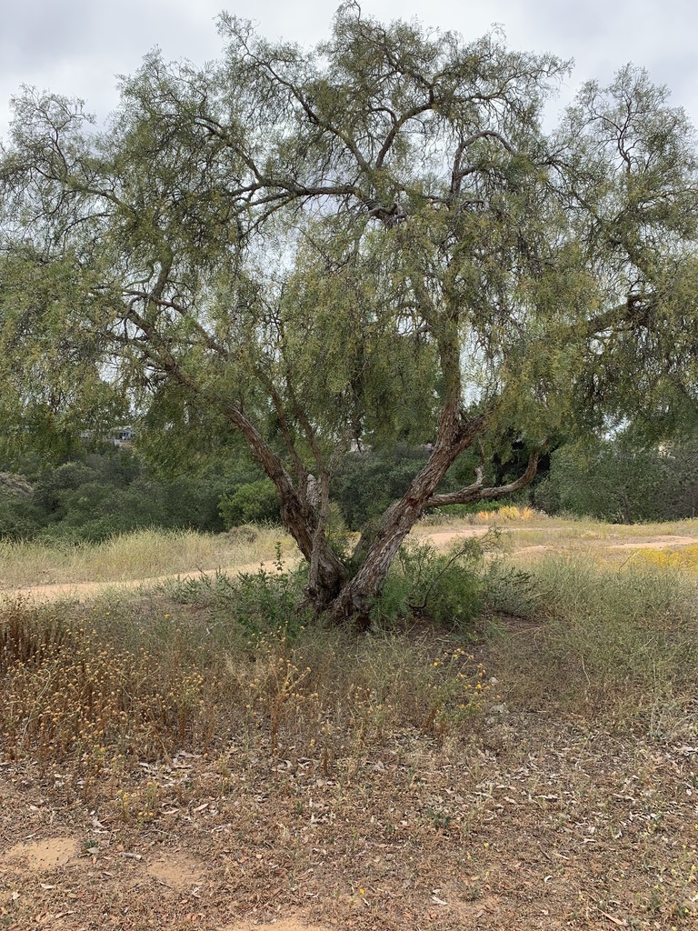 Peruvian Pepper Tree from Clairemont, San Diego, CA, USA on May 08 ...