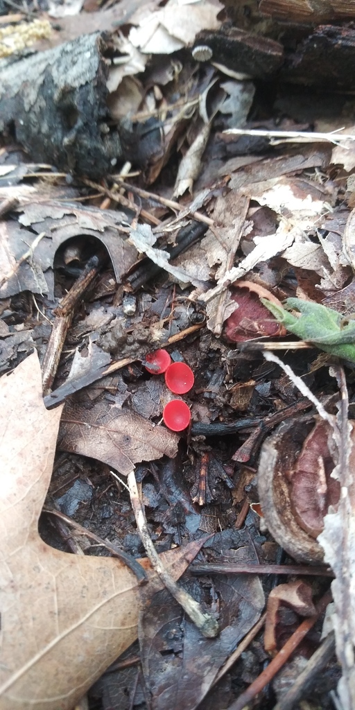 stalked scarlet cup in May 2022 by jim. Growing from wood · iNaturalist