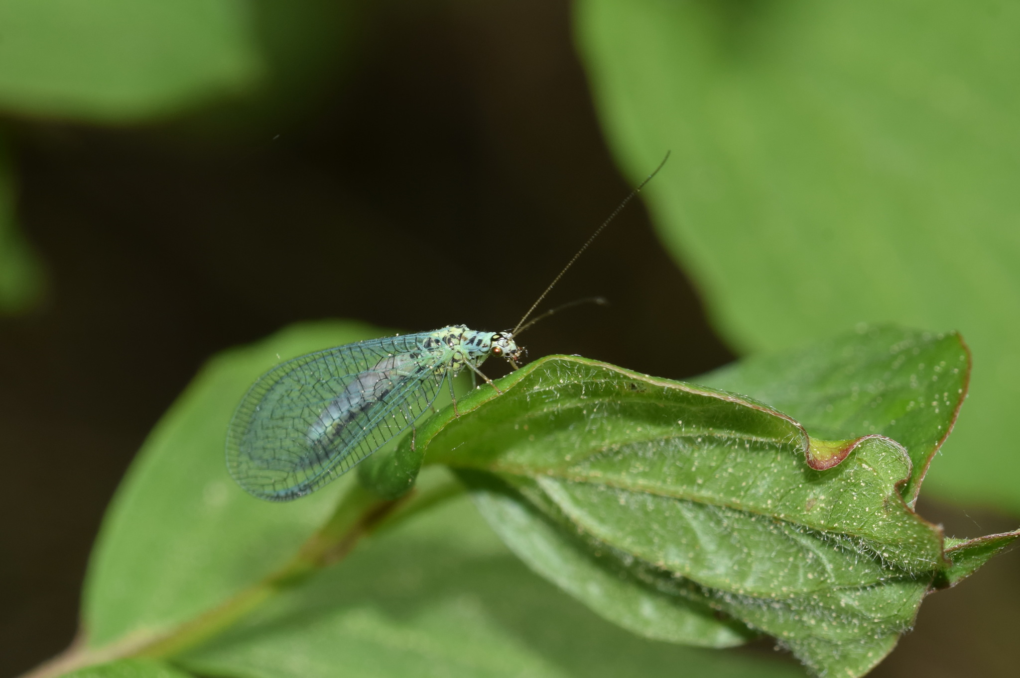 Chrysopa perla (Linnaeus, 1758)