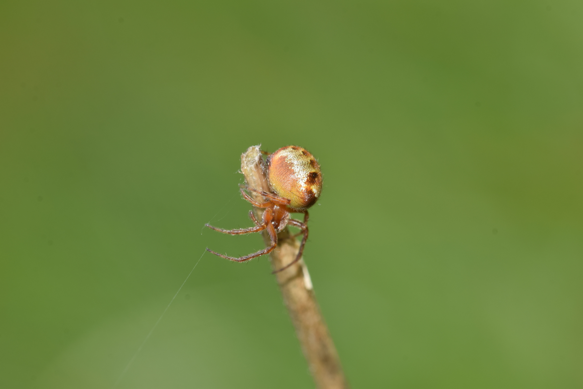 Araneus triguttatus (Fabricius, 1775)