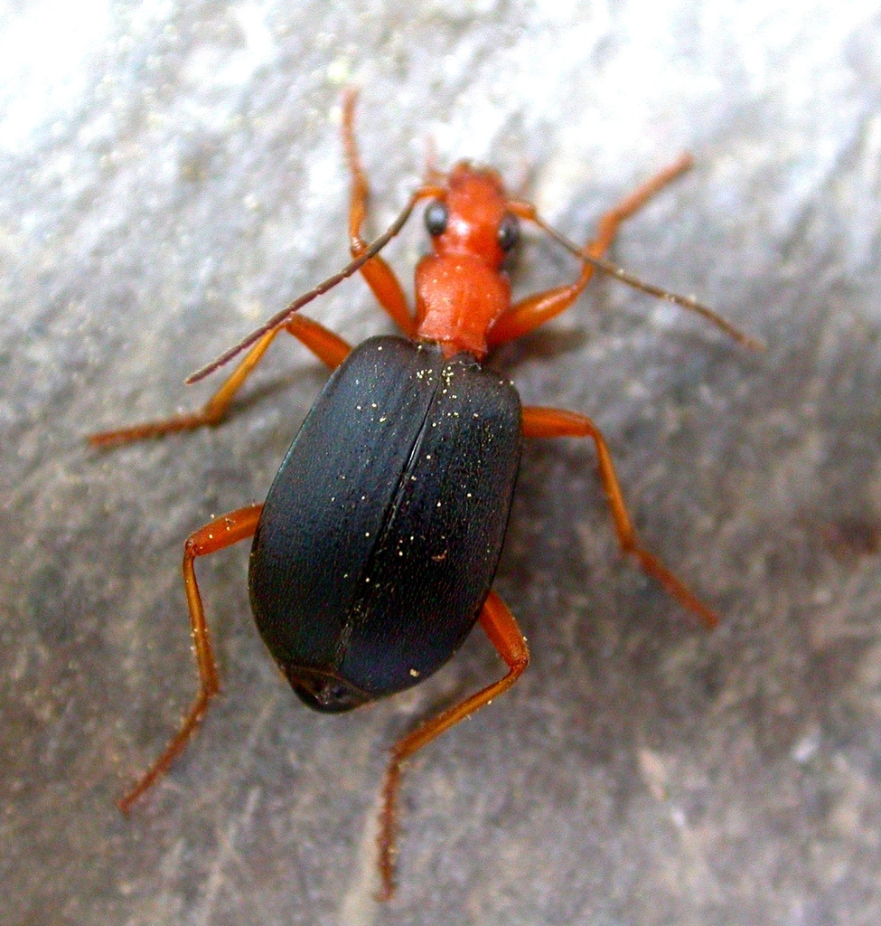 Bombardier Beetles from Petroglyphs PP, Peterborough County, ON, Canada ...
