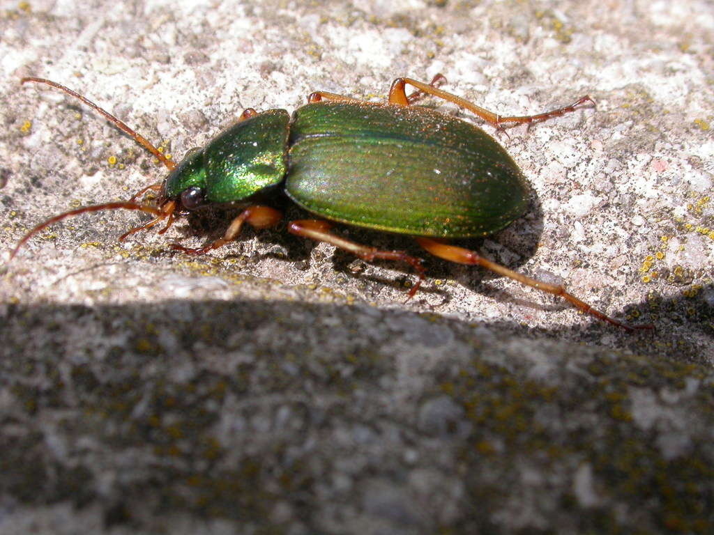 Green Pubescent Ground Beetle from Bloomfield, Prince Edward, ON K0K ...